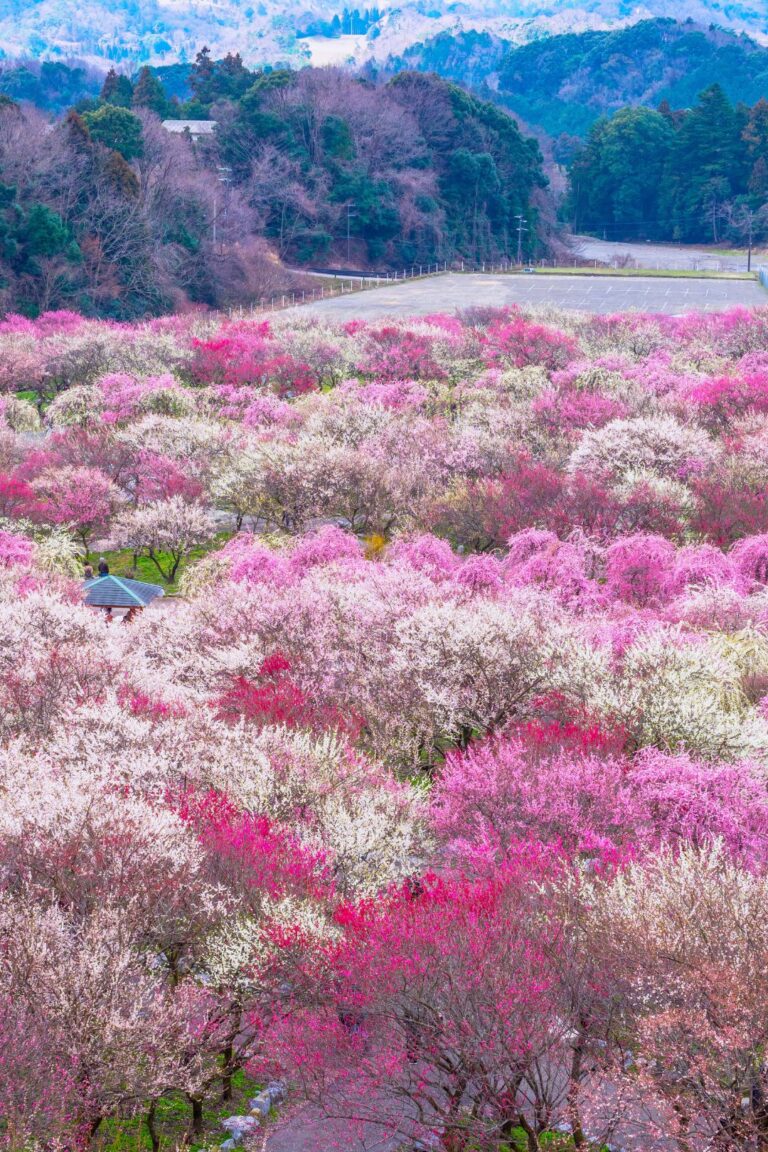 Japan Travel Specialists from Singapore | Custom Tours & Packages ...